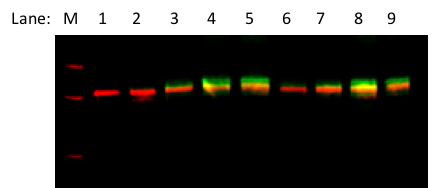 IRDye 800CW Azide Infrared Dye for Biomolecule Labeling.